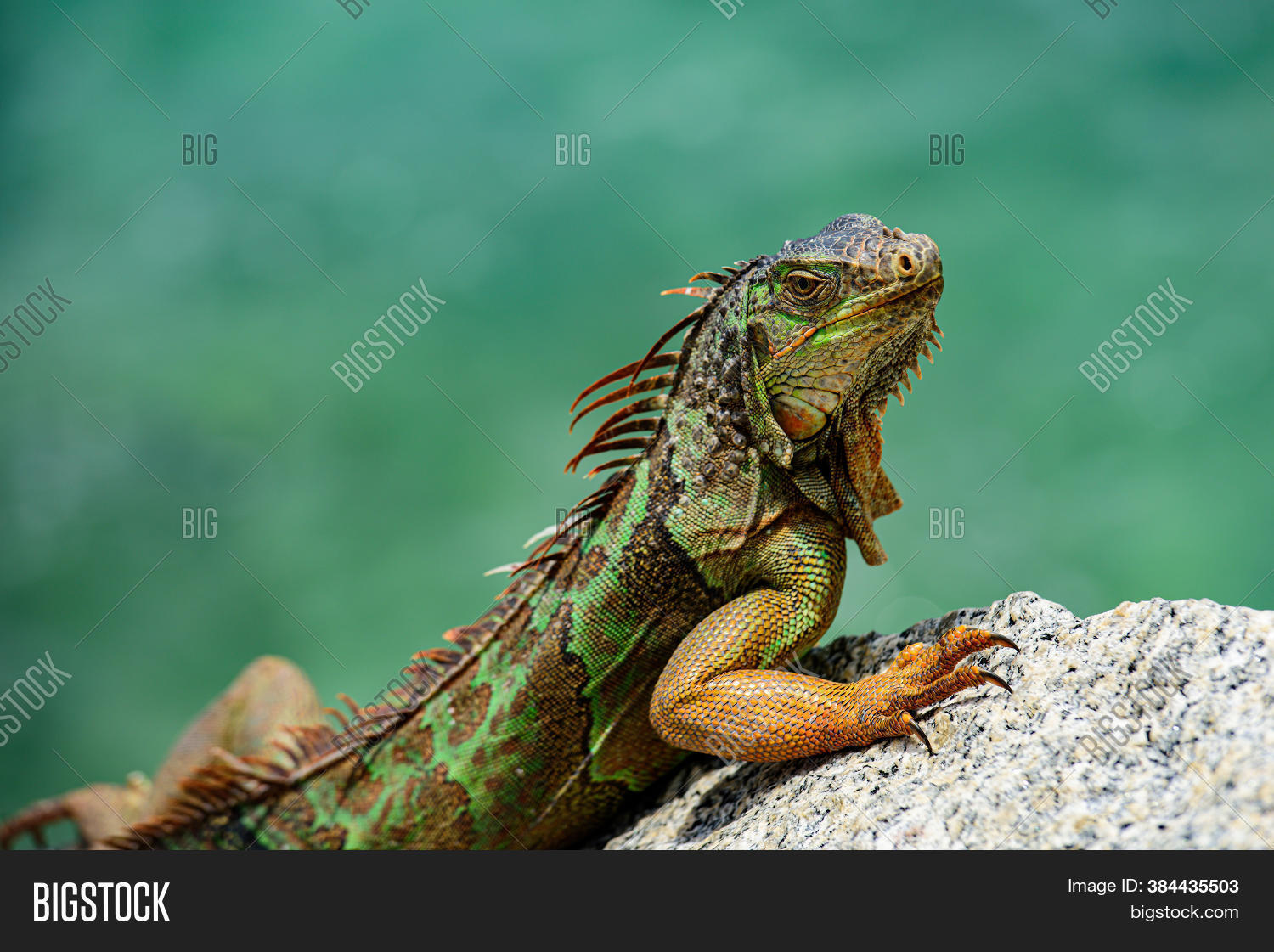 Iguana Iguana, Known Image & Photo (Free Trial) | Bigstock
