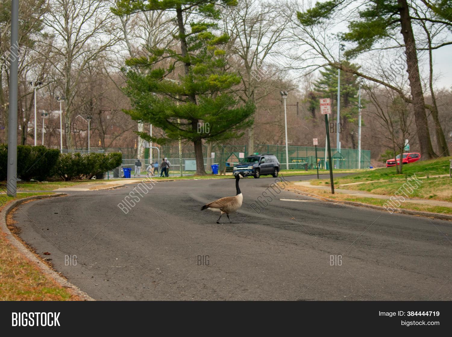 Wild Goose Crossing Image & Photo (Free Trial) | Bigstock