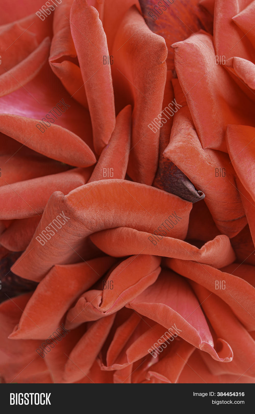 Macro Shot Selective Image & Photo (Free Trial) | Bigstock