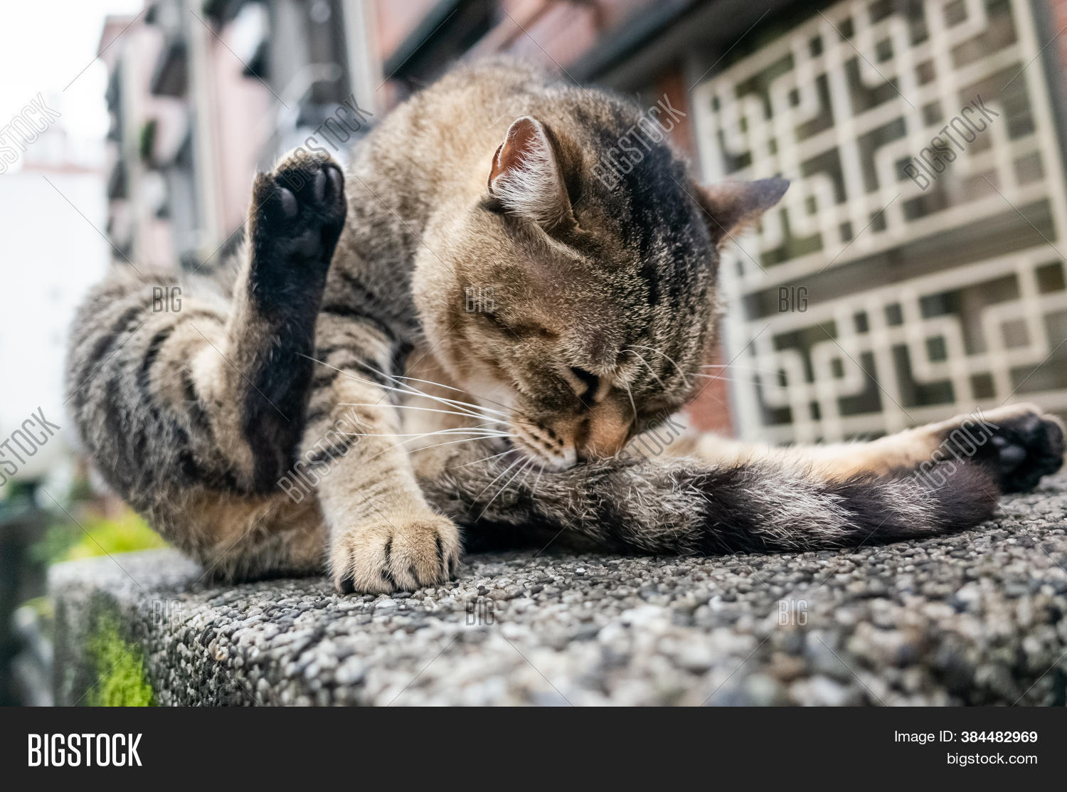 Fat Stray Tabby Cat Image & Photo (Free Trial) | Bigstock