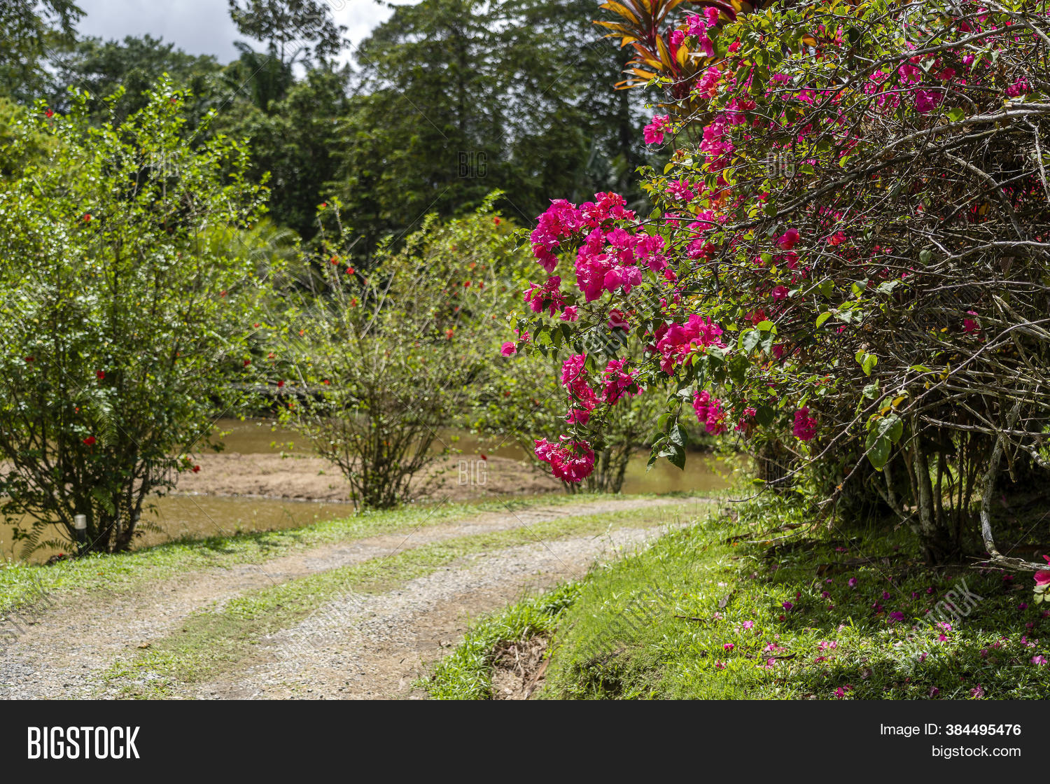 Bush Beautiful Red Image & Photo (Free Trial) | Bigstock