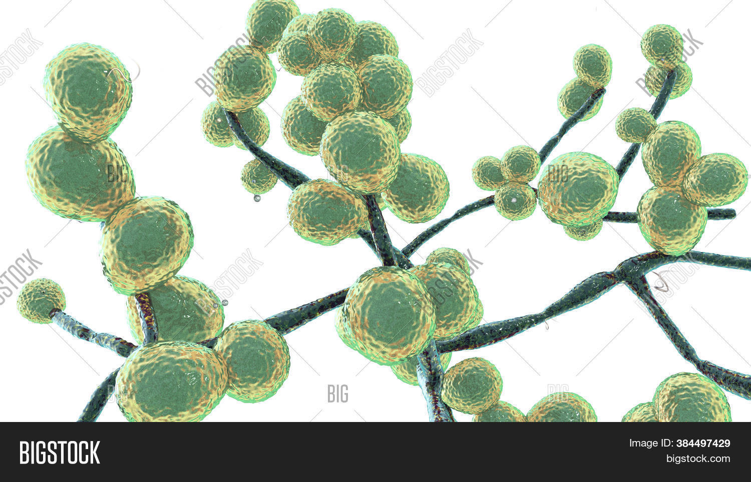 Candida Fungi, Candida Image & Photo (Free Trial) | Bigstock