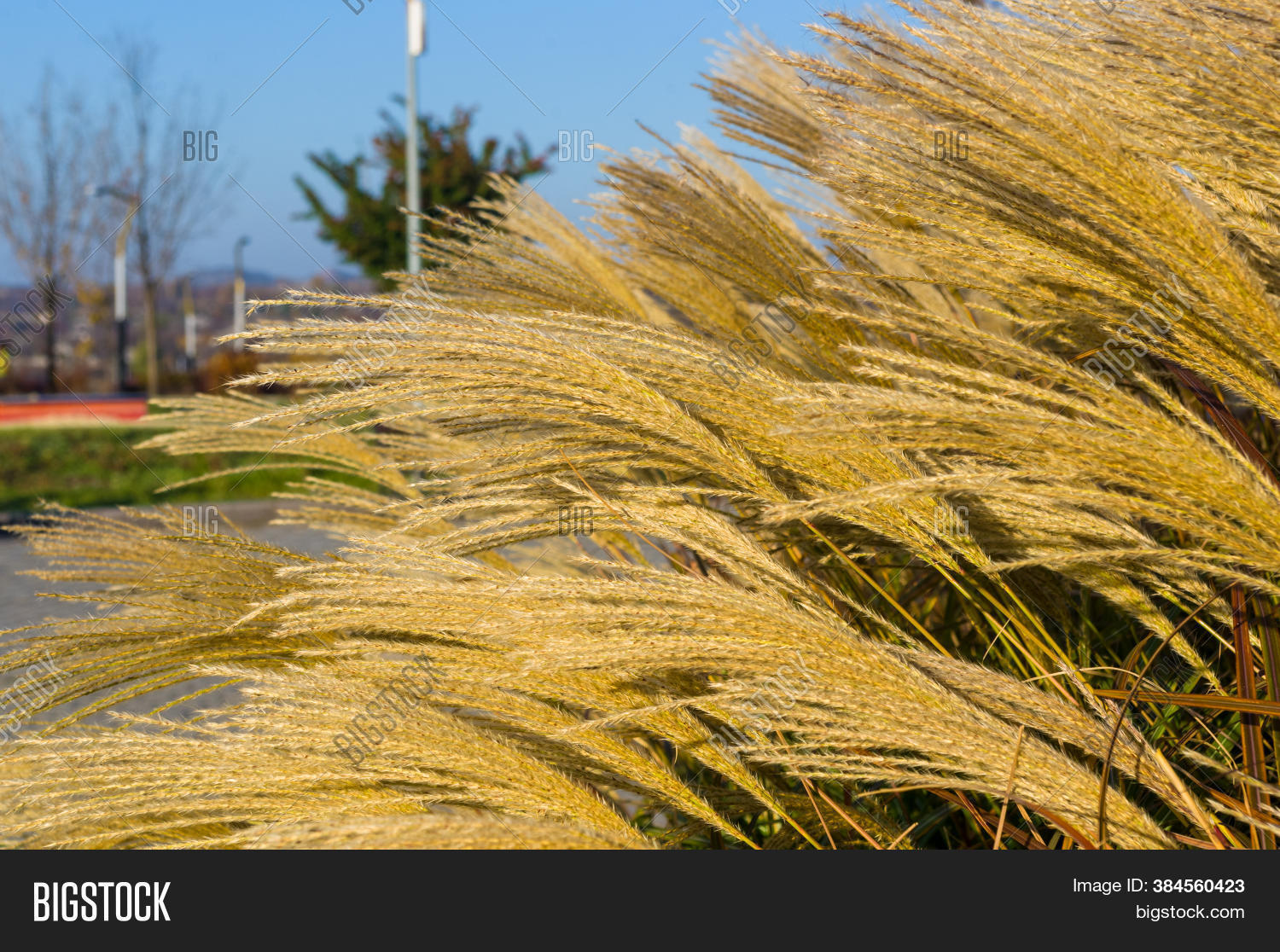 Chinese Silver Grass, Image & Photo (Free Trial) | Bigstock