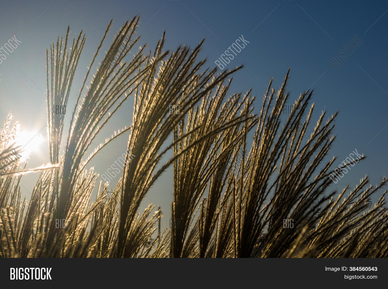 Chinese Silver Grass, Image & Photo (Free Trial) | Bigstock