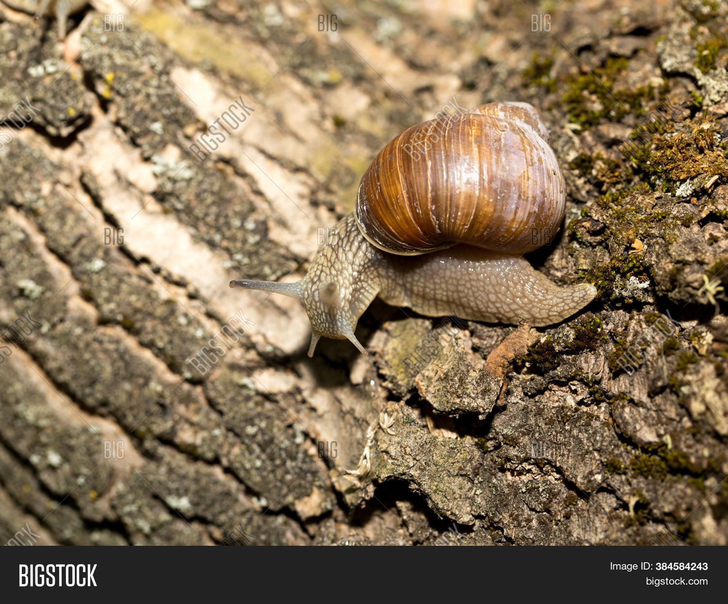 Grape Snail Early Image & Photo (Free Trial) | Bigstock