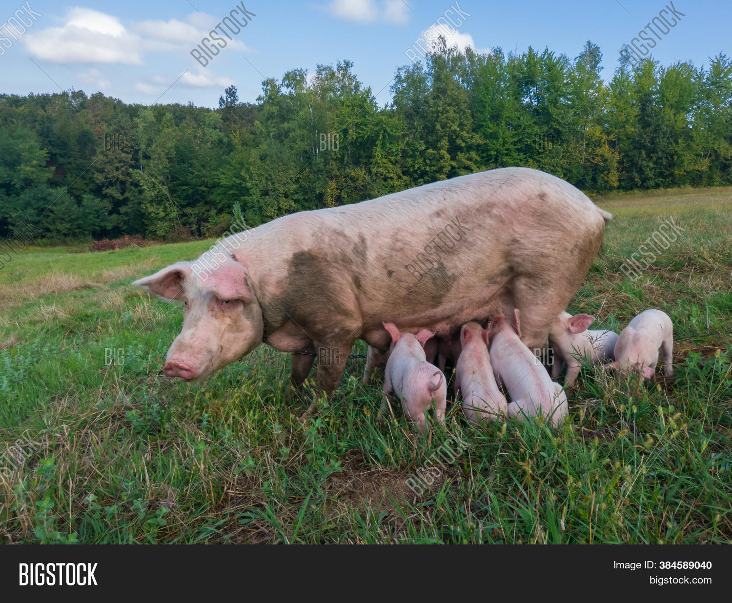 Sow Watches Piglets Image & Photo (Free Trial) | Bigstock