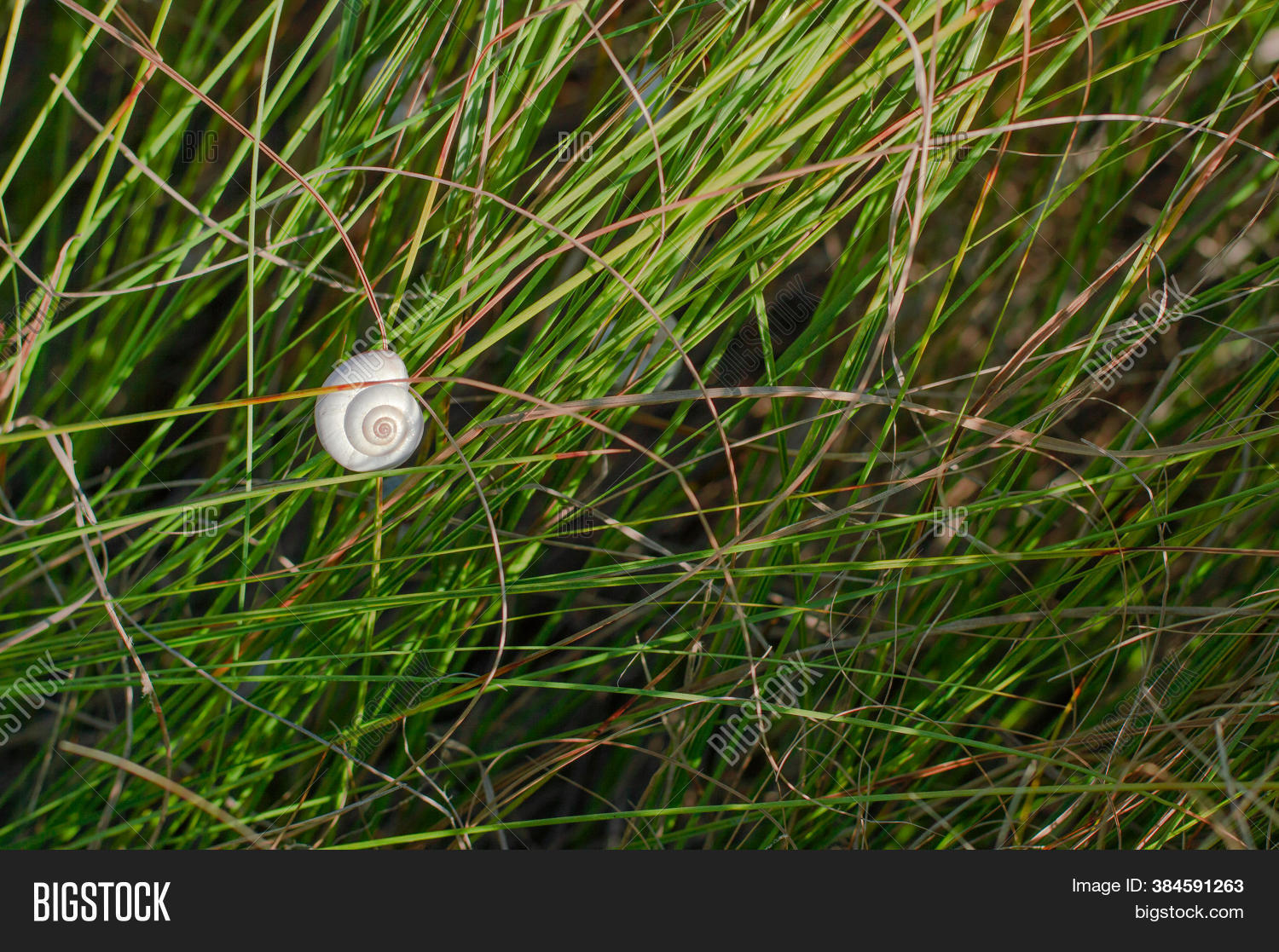 Snail On Background Image & Photo (Free Trial) | Bigstock