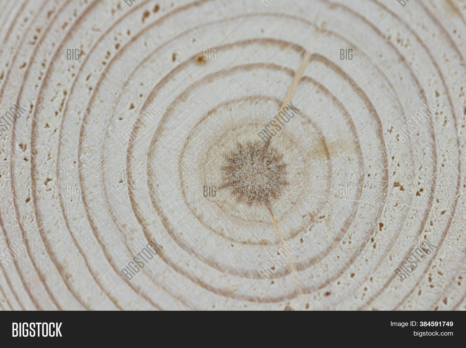 Wooden Oak Tree Cut Image & Photo (Free Trial) | Bigstock