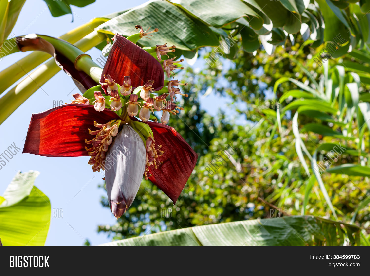 Banana Blossom Tree. Image & Photo (Free Trial) | Bigstock