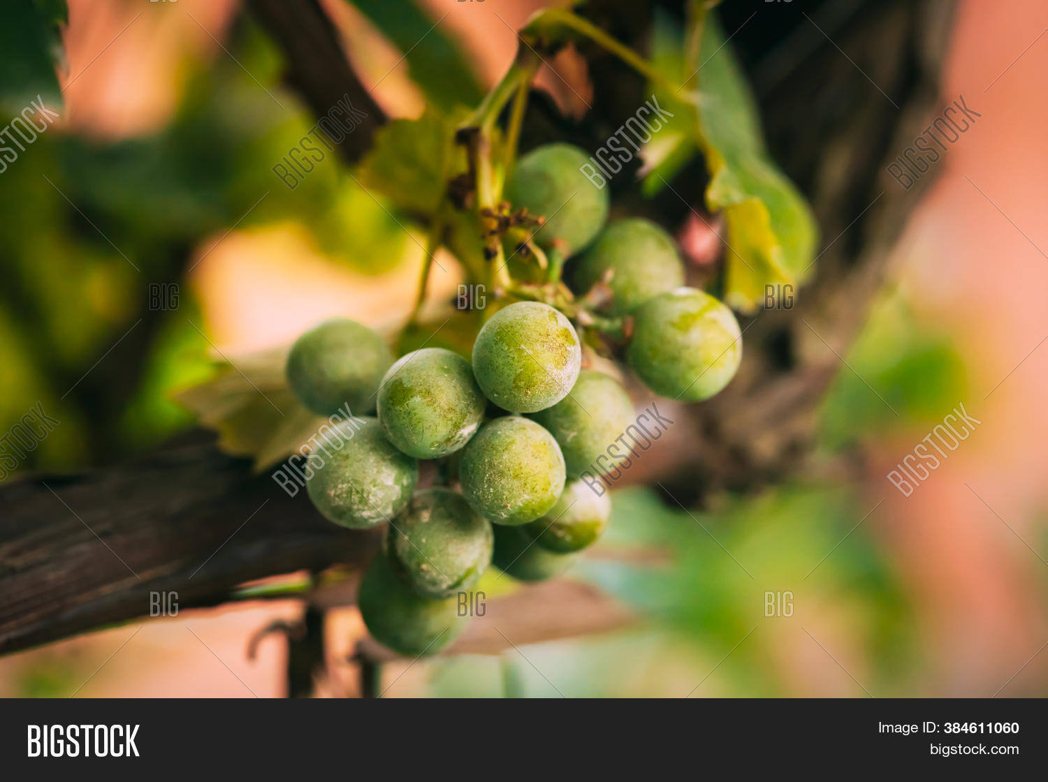 Powdery Mildew On Image & Photo (Free Trial) | Bigstock