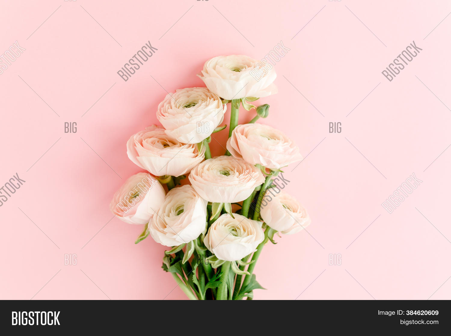 Pastel Pink Ranunculus Image & Photo (Free Trial) | Bigstock