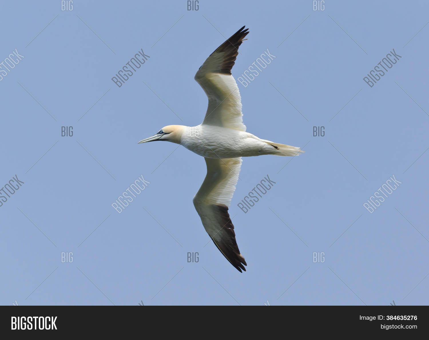 Northern Gannet Flight Image & Photo (Free Trial) | Bigstock