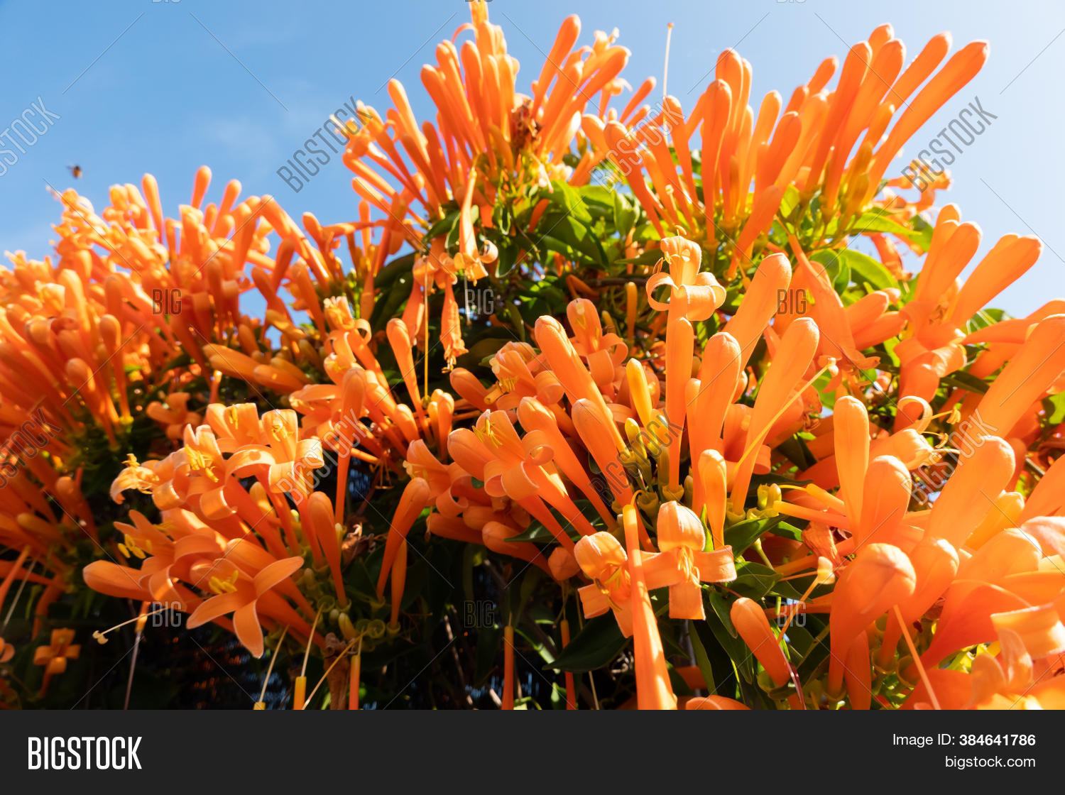 Flaming Trumpet Vine Image & Photo (Free Trial) | Bigstock