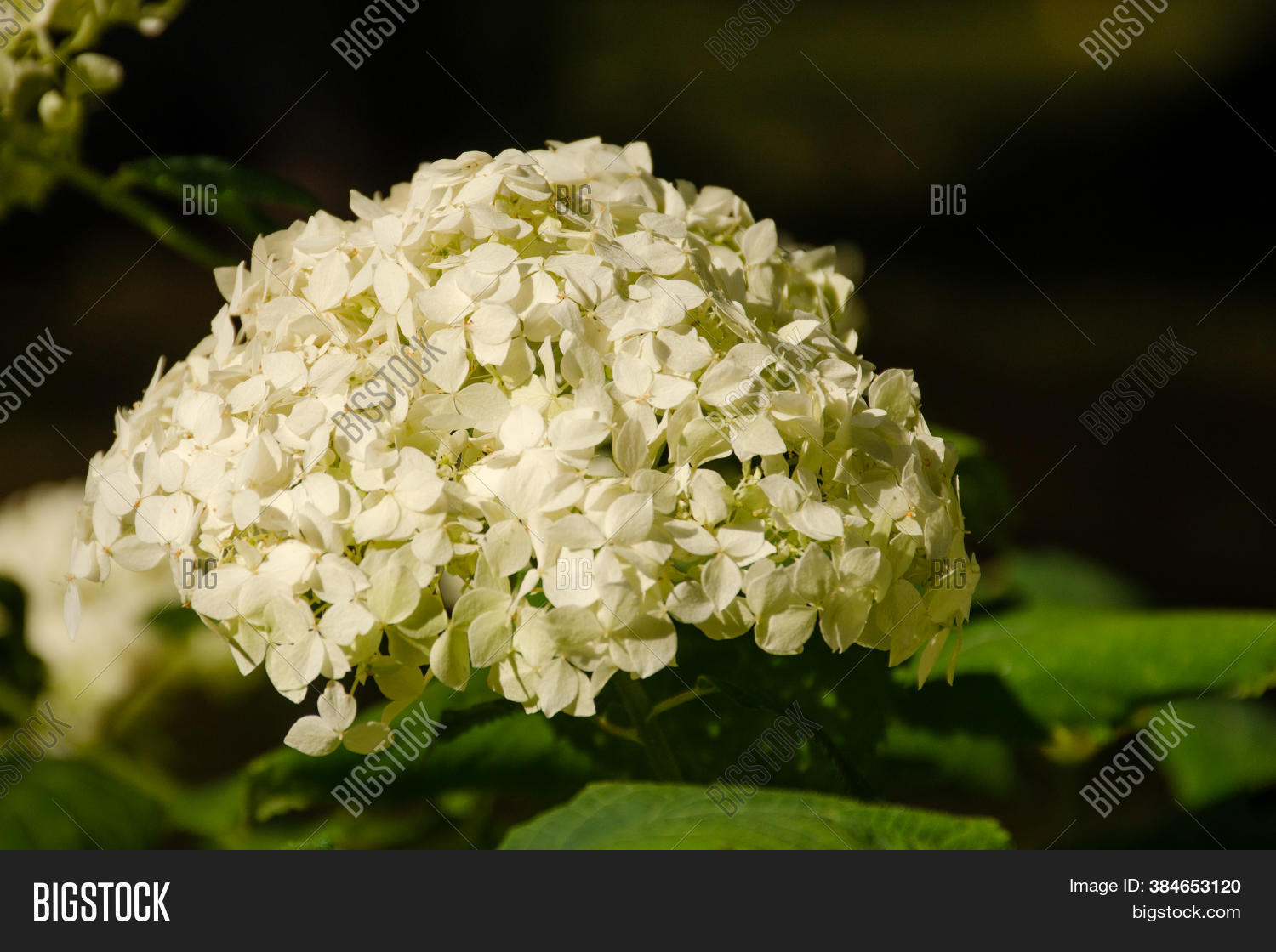 White Hydrangea Close Image & Photo (Free Trial) | Bigstock