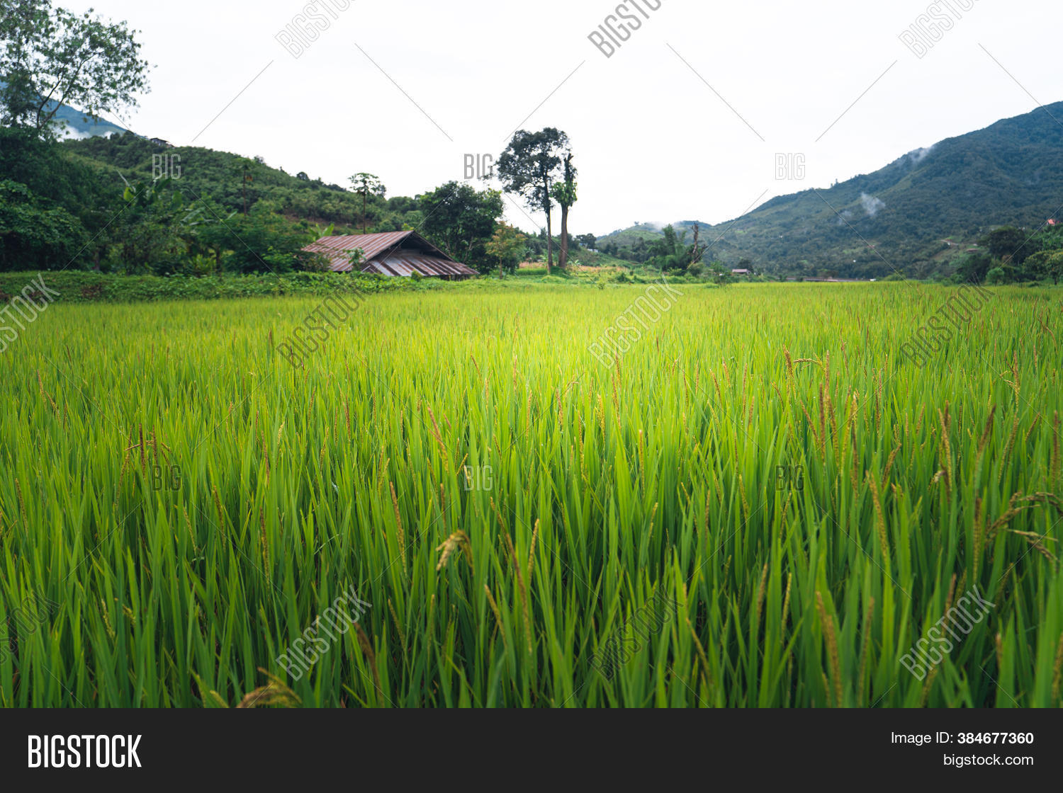 Rice Fields Water Rice Image & Photo (Free Trial) | Bigstock