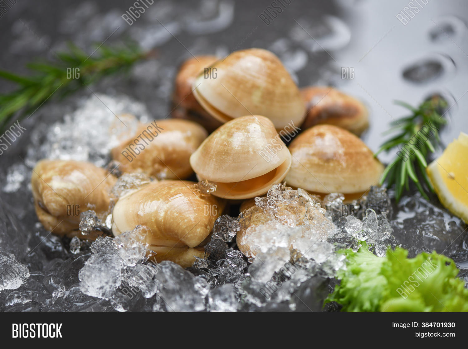 Fresh Shell Clam Herb Image & Photo (Free Trial) | Bigstock