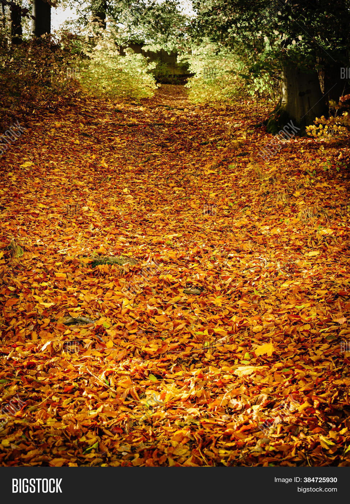 Close Undergrowth Image & Photo (Free Trial) | Bigstock