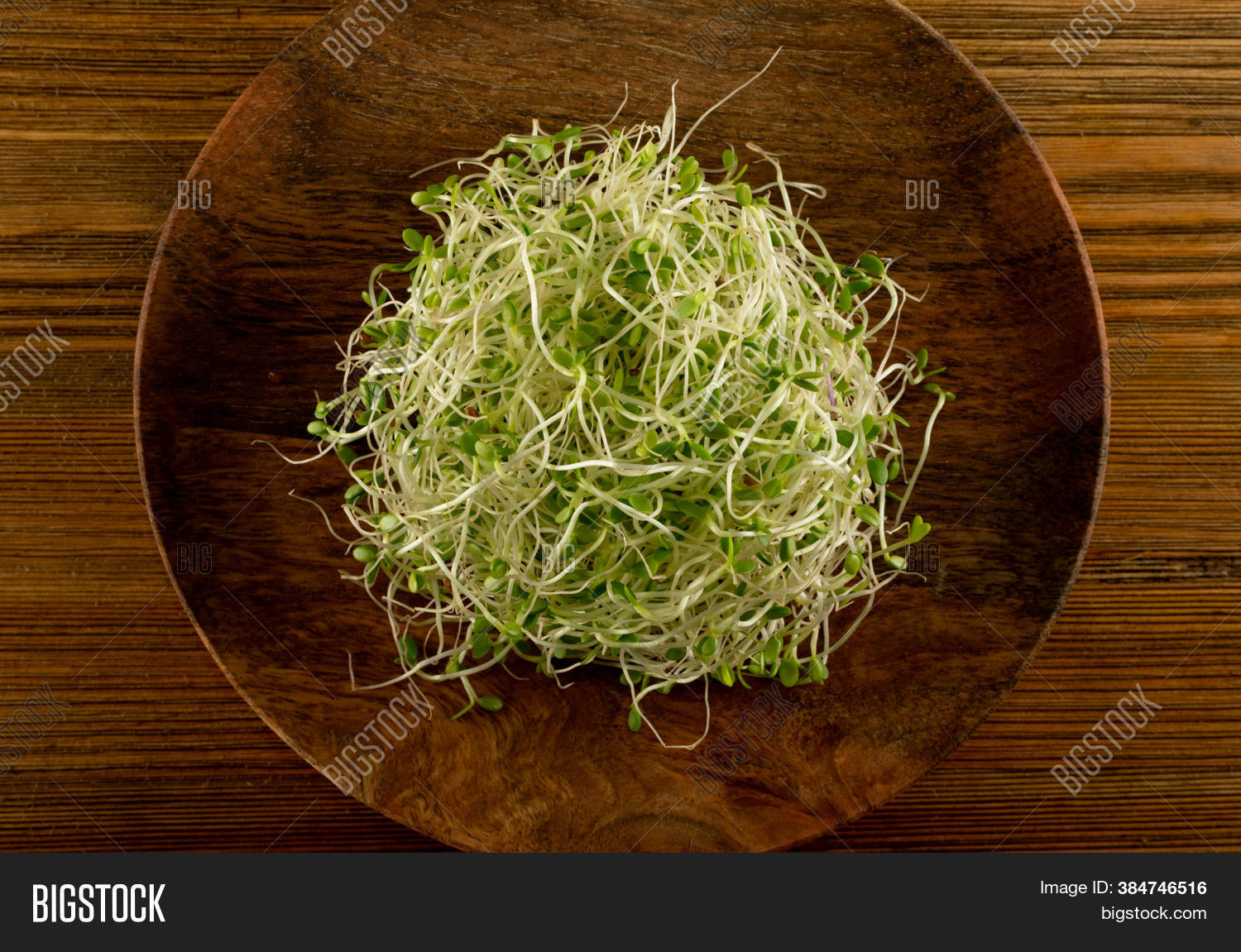 Red Clover Sprouts, Image & Photo (Free Trial) | Bigstock