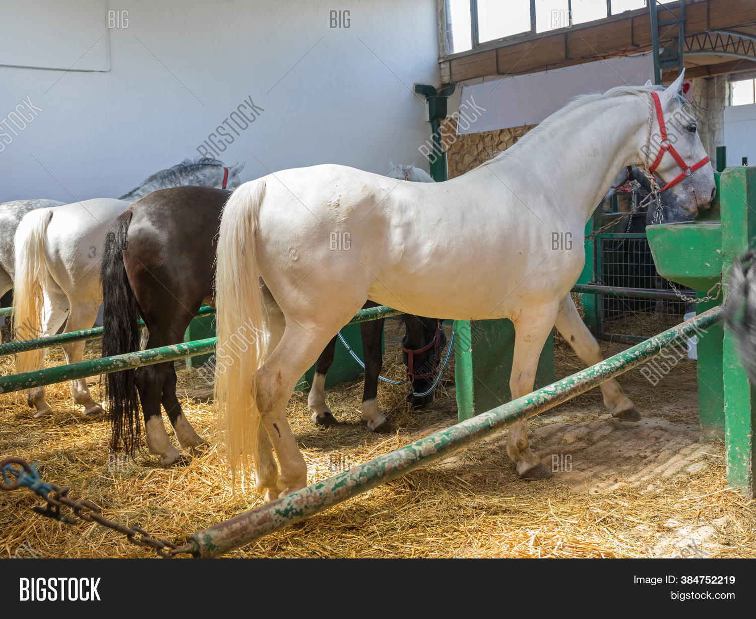 Big White Horse Animal Image & Photo (Free Trial) | Bigstock