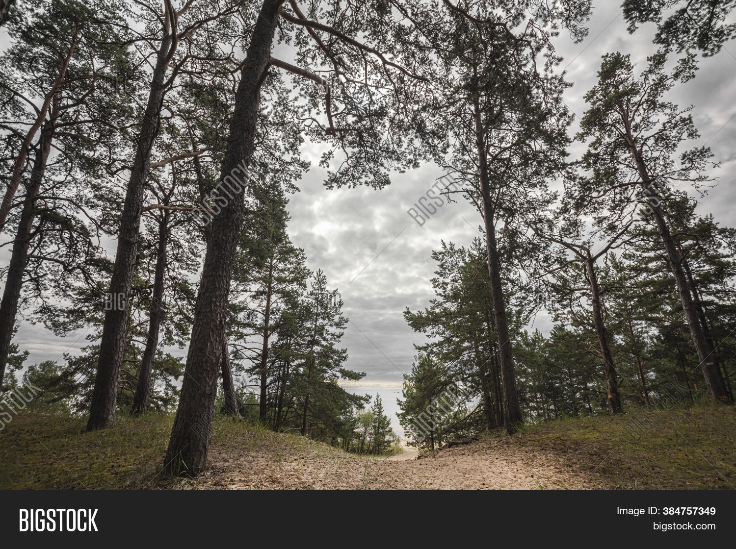Natural Frame Tree Image & Photo (Free Trial) | Bigstock