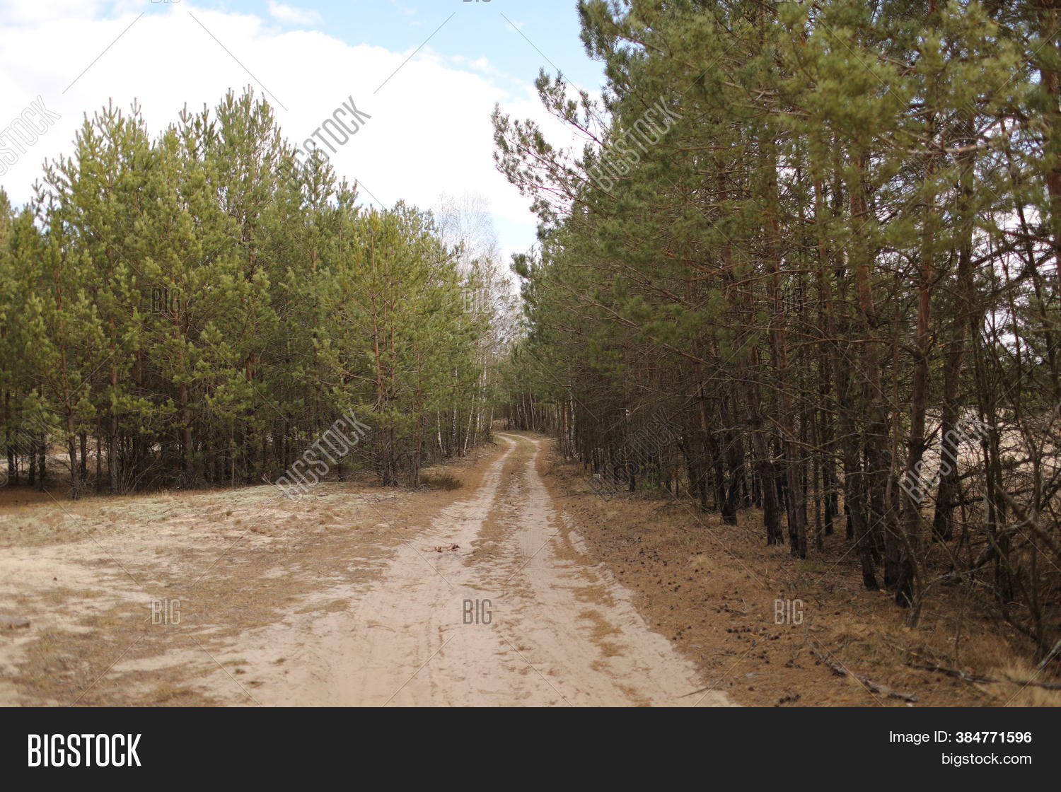 Dirt Road Pine Forest Image & Photo (Free Trial) | Bigstock