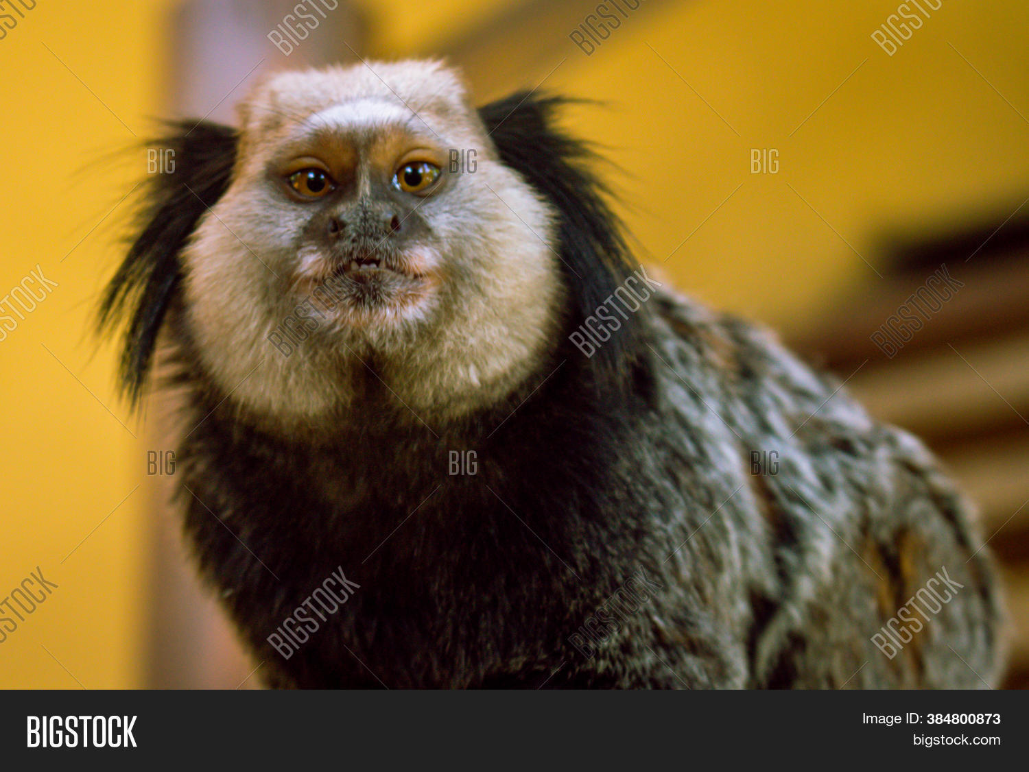 Little Monkey North Image & Photo (Free Trial) | Bigstock
