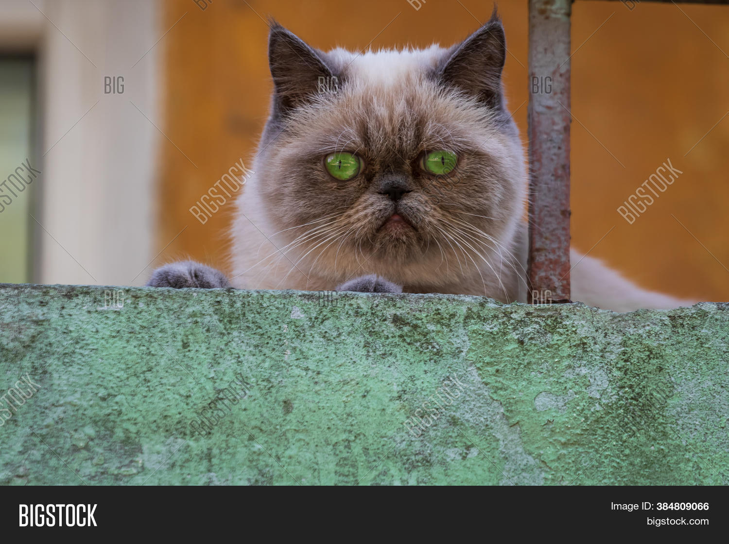 Beautiful Smoky Cat Image & Photo (Free Trial) | Bigstock