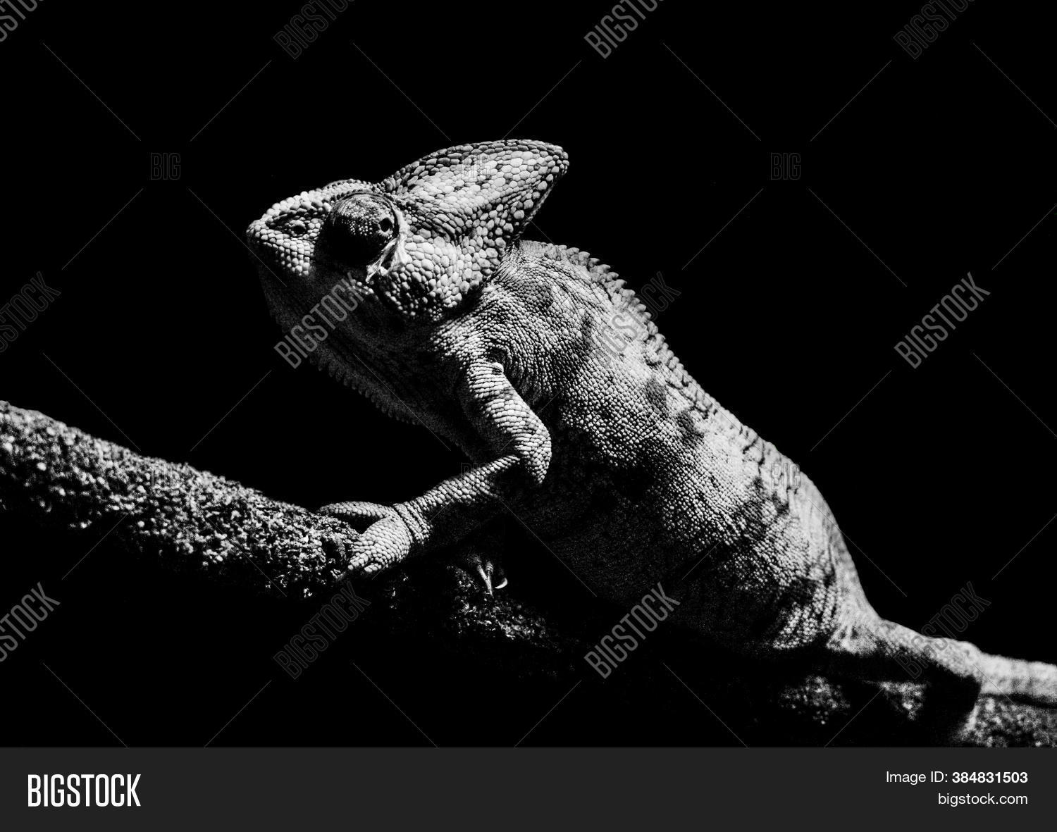 Chameleon Walking Image & Photo (Free Trial) | Bigstock