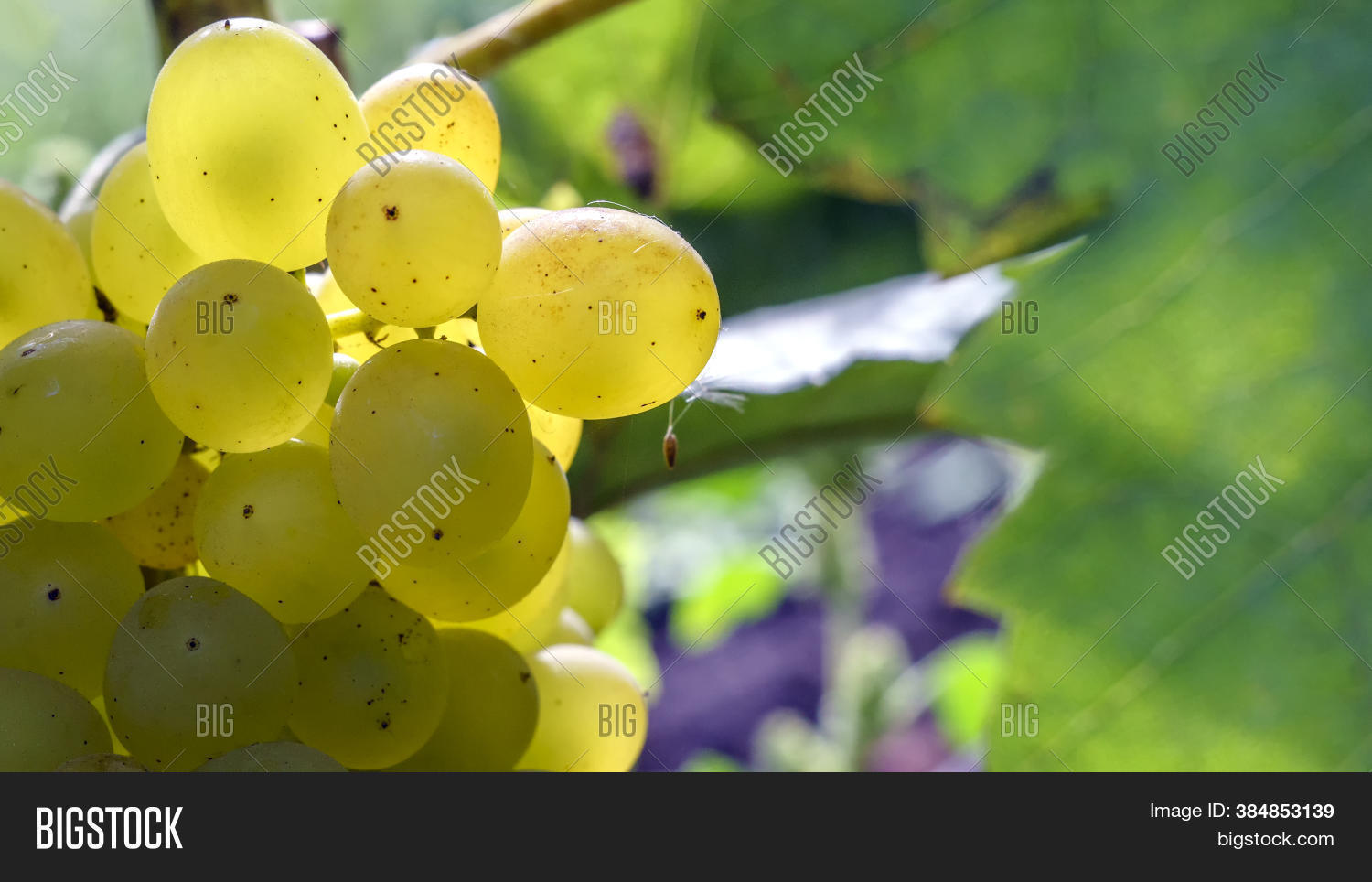 Grapevine Garden, Image & Photo (Free Trial) | Bigstock