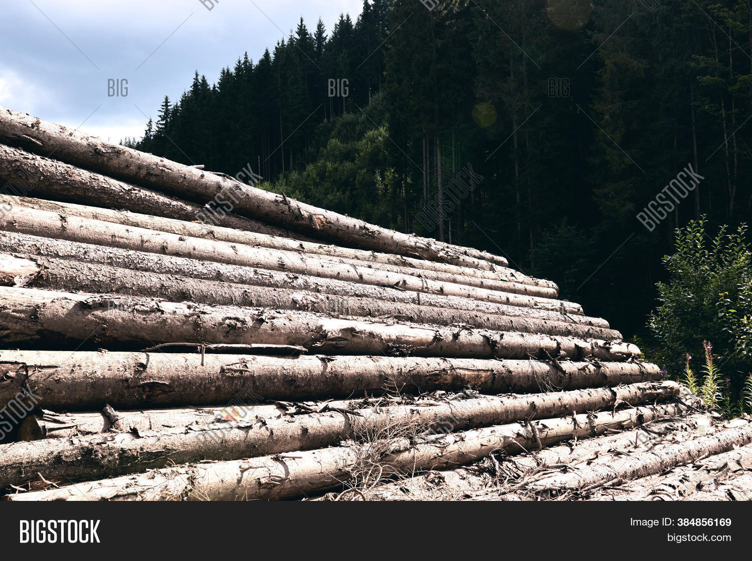 Logs Sawmill Yard. Image & Photo (Free Trial) | Bigstock