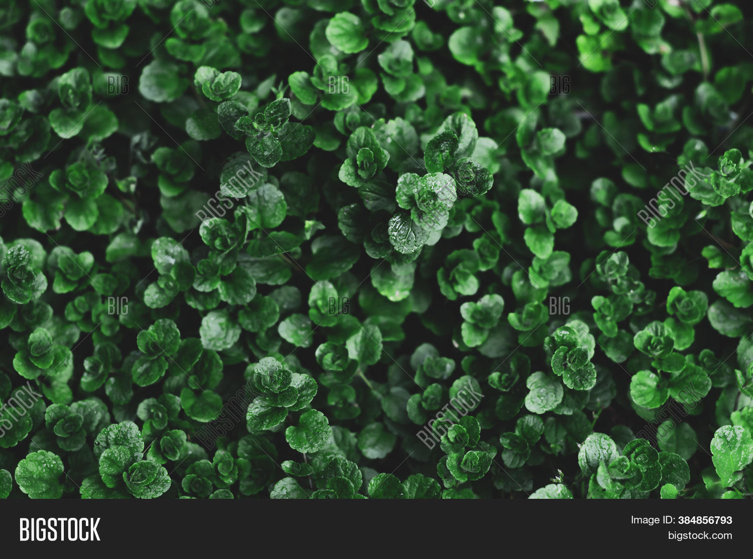 Green Leaves Texture Image & Photo (Free Trial) | Bigstock