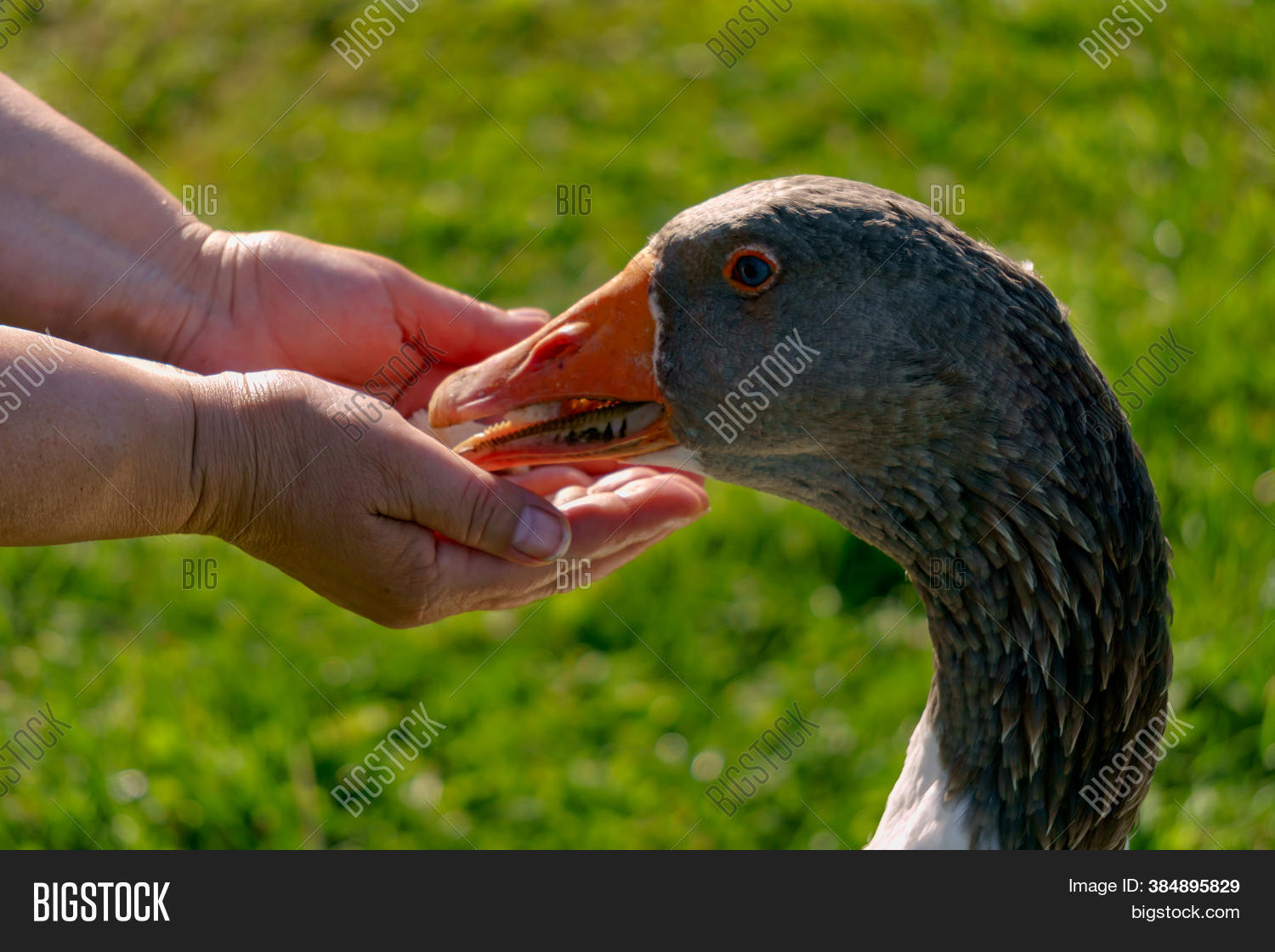 Goose Eats Slices Image & Photo (Free Trial) | Bigstock