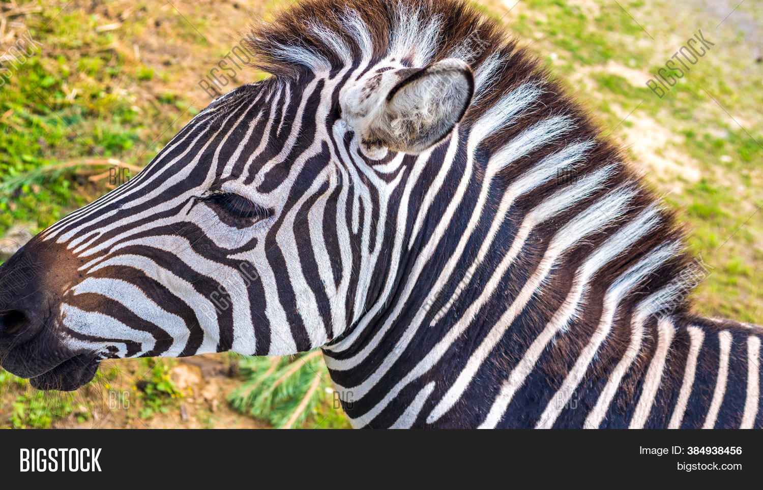 Zebra Wild,zebra Head, Image & Photo (Free Trial) | Bigstock