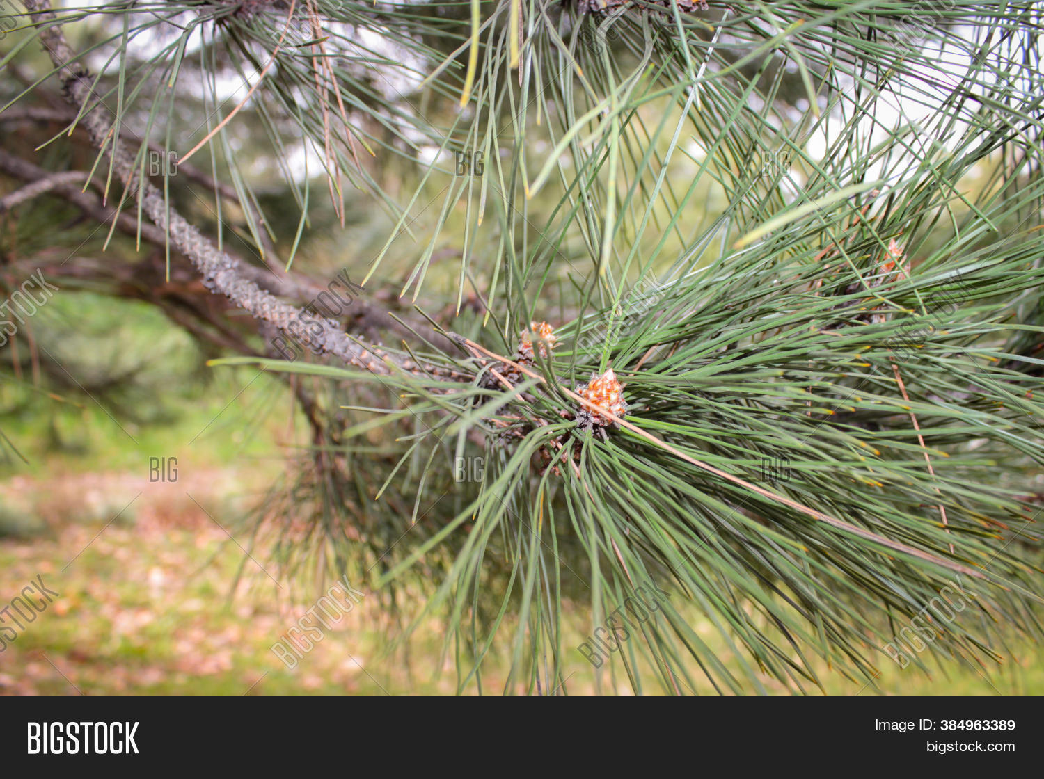 Closeup Photo Pinus Image & Photo (Free Trial) | Bigstock