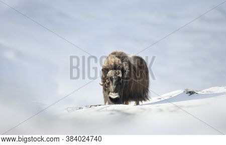 Close Male Musk Ox Image & Photo (Free Trial) | Bigstock