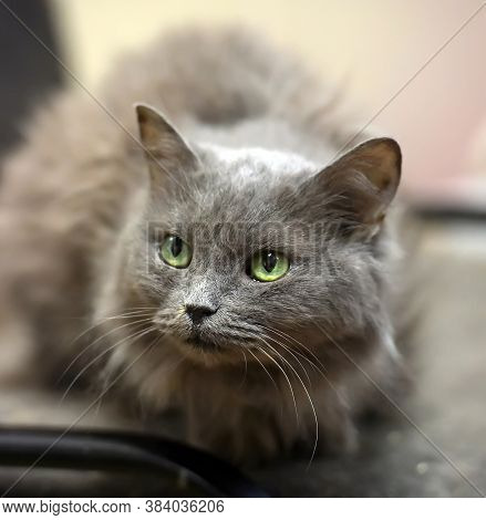 Furry Gray Cat Image & Photo (Free Trial) | Bigstock