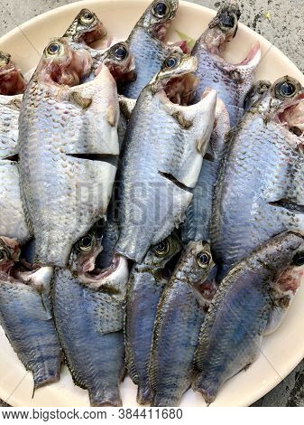 Freshwater Jalebi Fish Image & Photo (Free Trial) | Bigstock