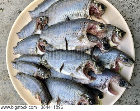 Freshwater Jalebi Fish Image & Photo (Free Trial) | Bigstock