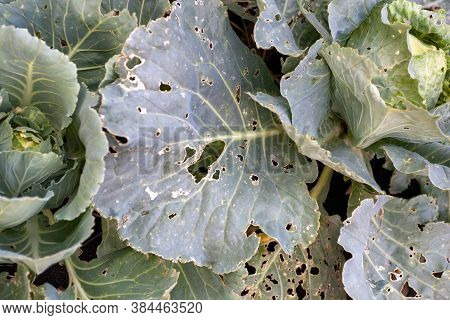 Cabbage Diseases. Image & Photo (Free Trial) | Bigstock