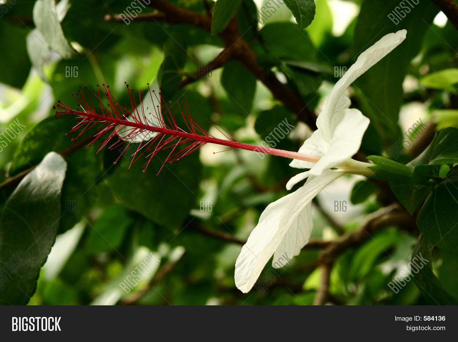 Exotic Red Flower Image & Photo (Free Trial) | Bigstock
