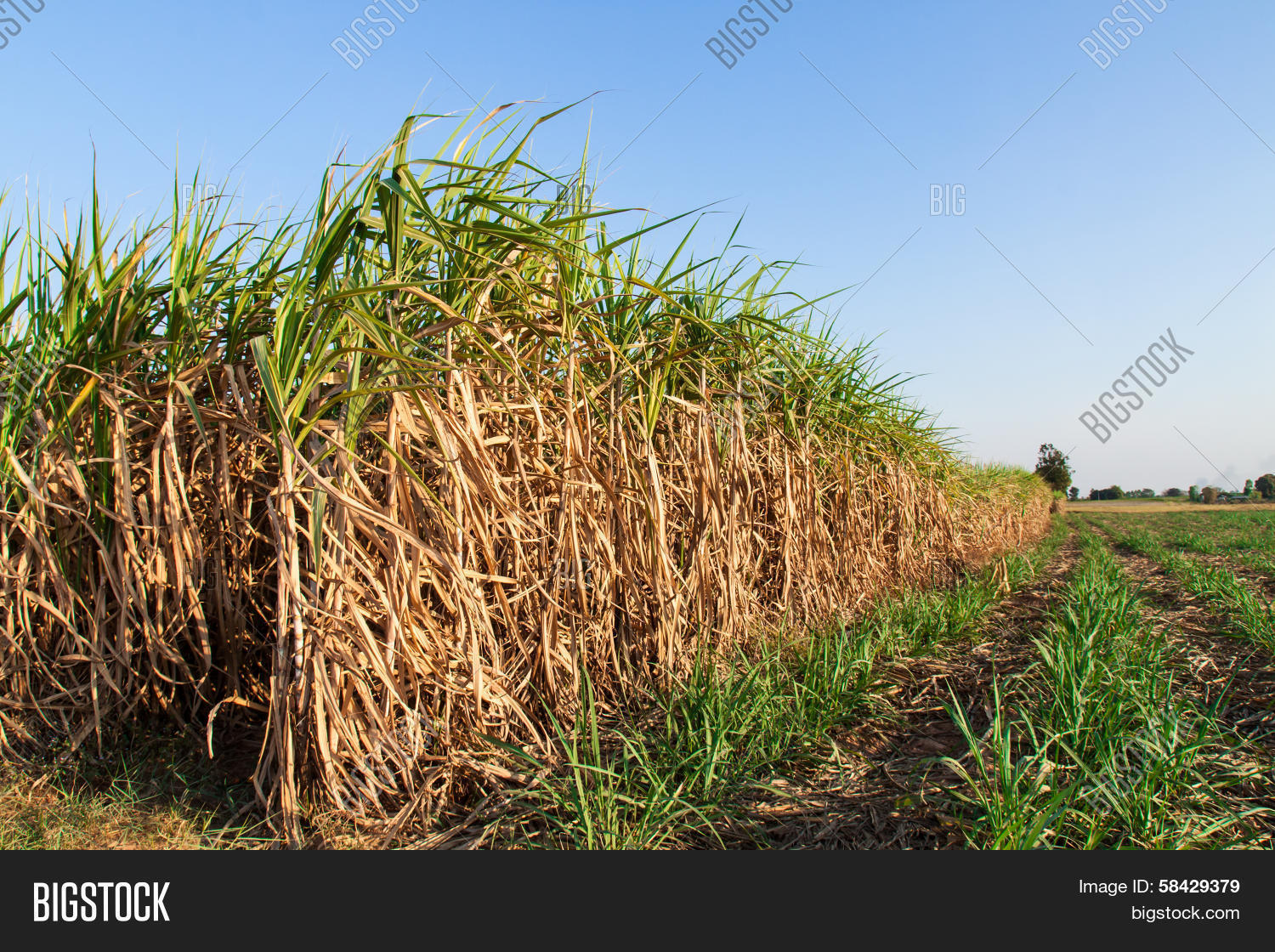Sugarcane Field Image & Photo (Free Trial) | Bigstock