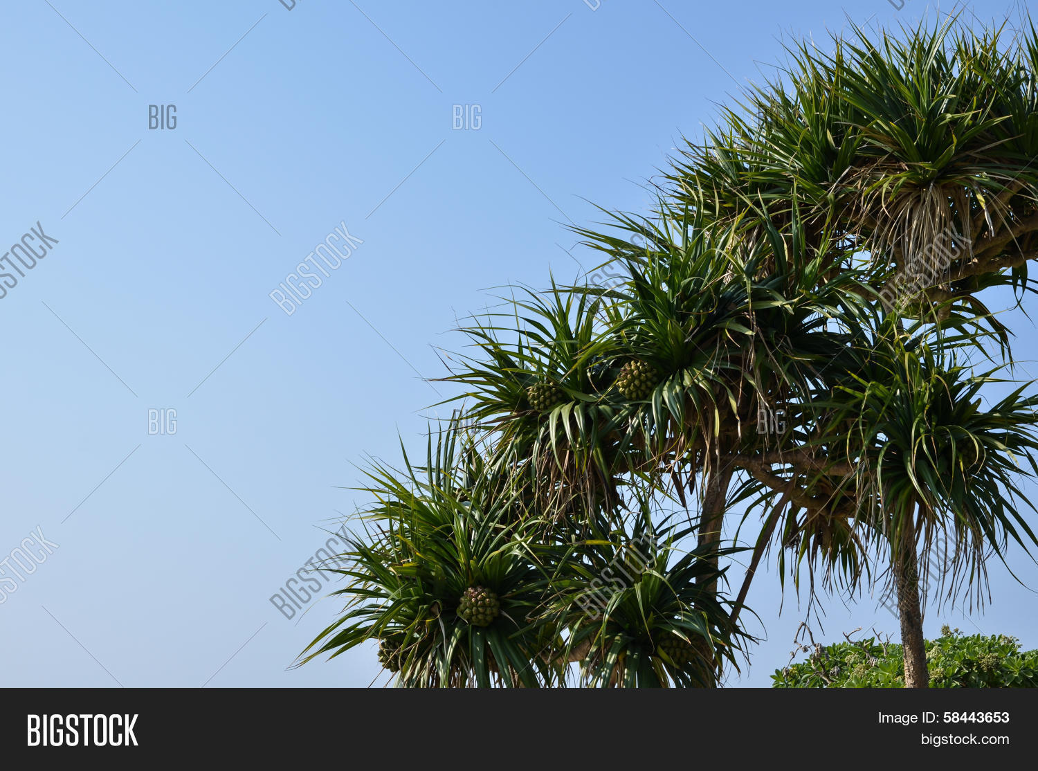Adan Fruit Trees Image & Photo (Free Trial) | Bigstock