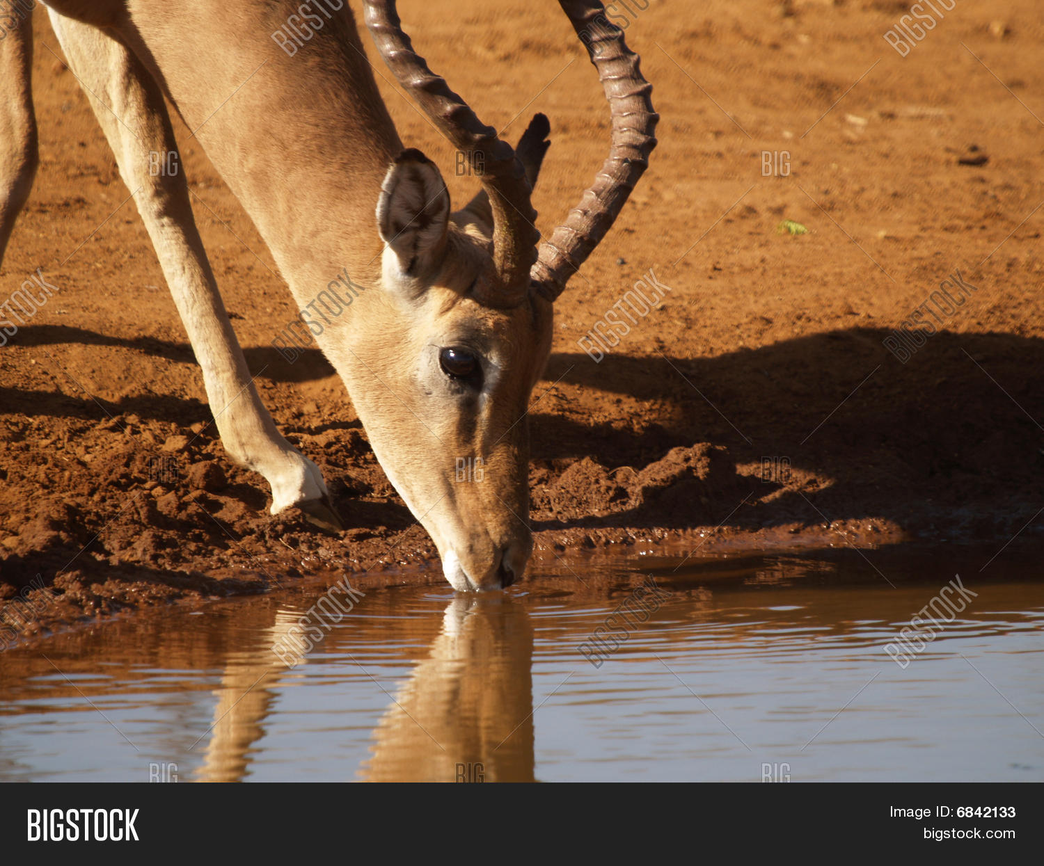 Close-, Animal Image & Photo (Free Trial) | Bigstock