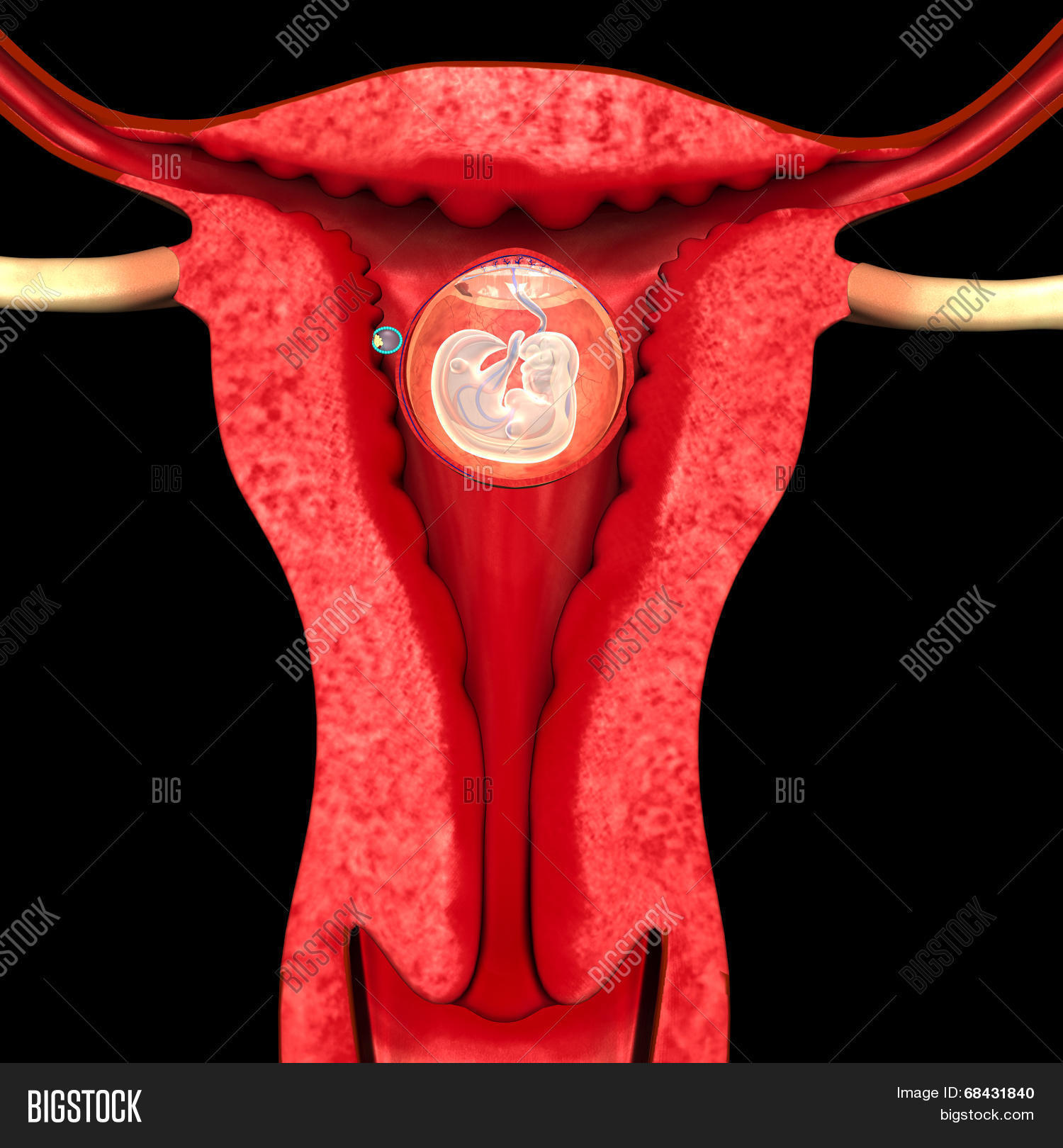 Female Reproductive Image & Photo (Free Trial) | Bigstock