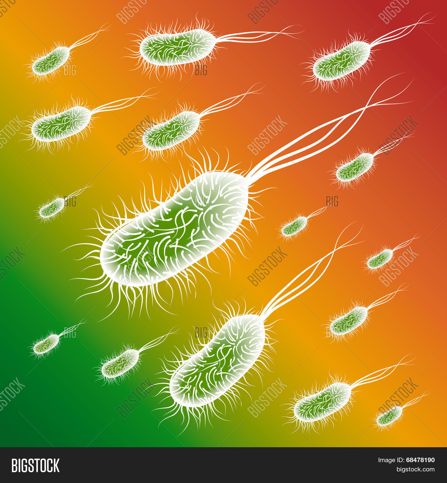 Group E Coli Vector & Photo (Free Trial) | Bigstock