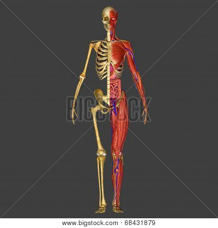 Half Skeleton Half Image & Photo (Free Trial) | Bigstock