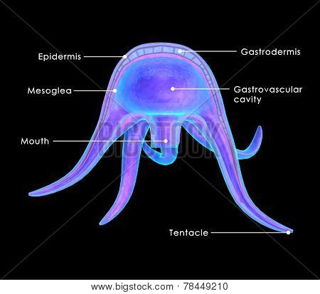 Mesoglea Images, Illustrations & Vectors (Free) - Bigstock