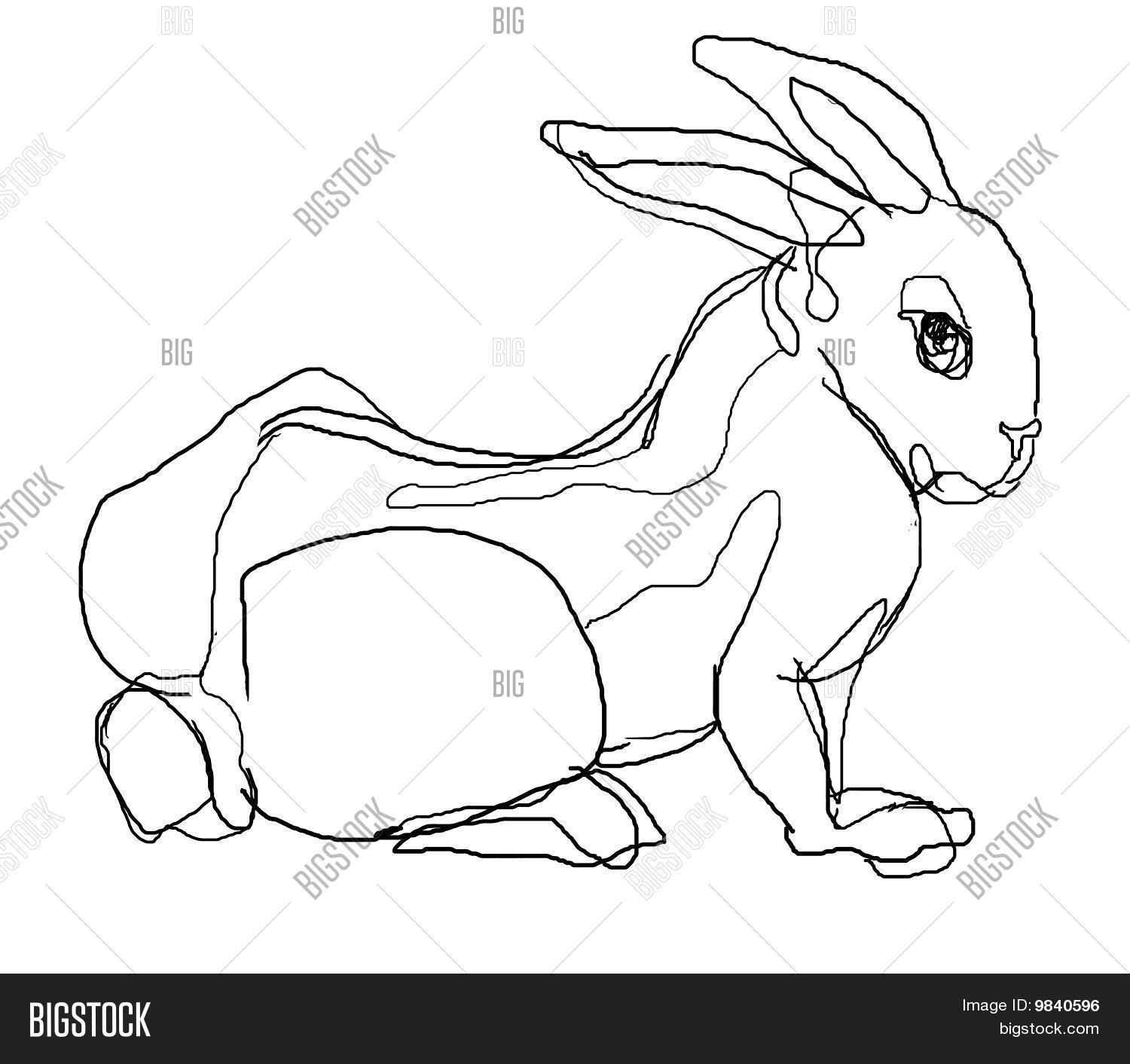 Rabbit Line Drawing Image & Photo (Free Trial) | Bigstock
