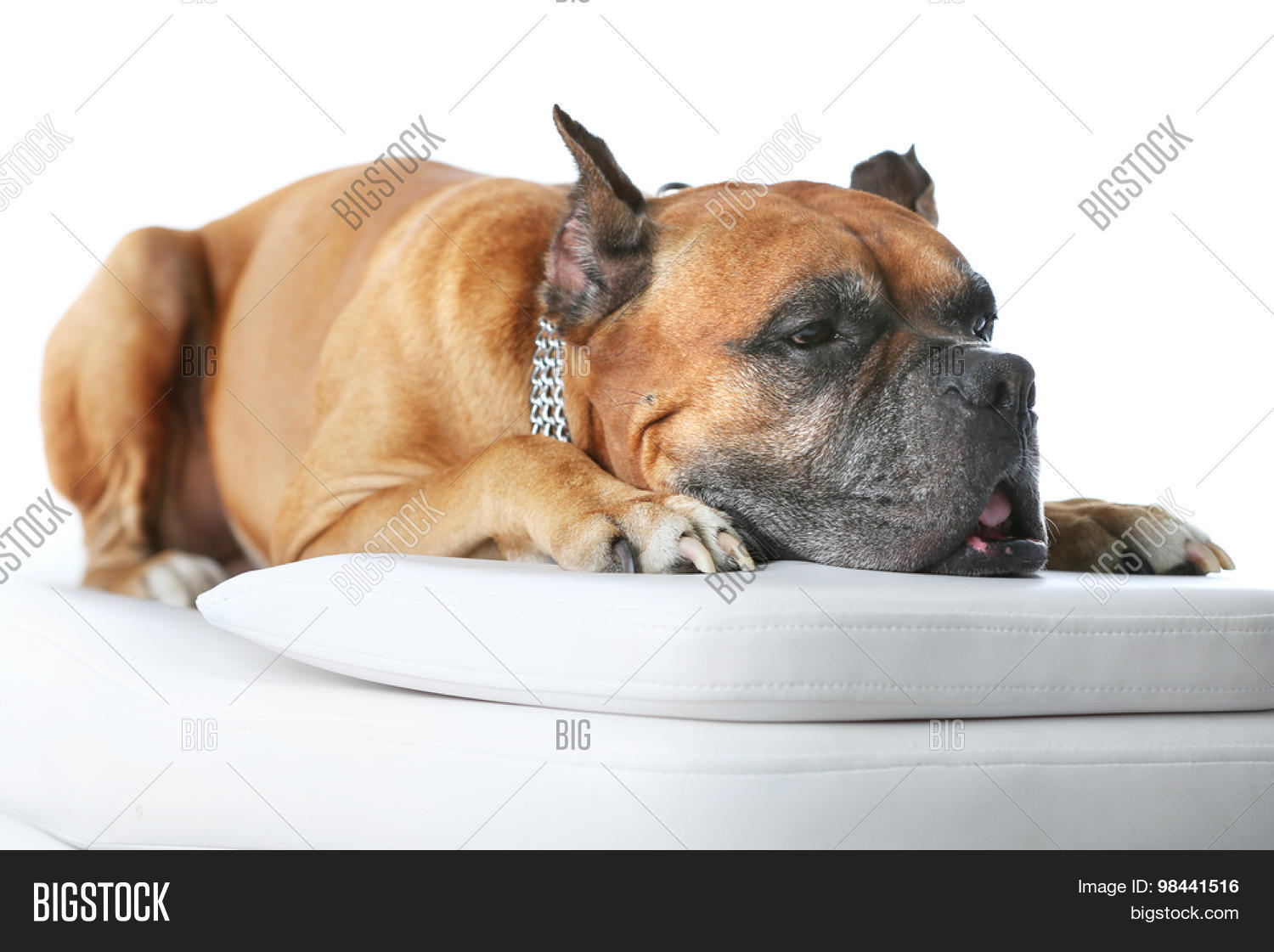 Dog Relaxing On Image & Photo (Free Trial) | Bigstock