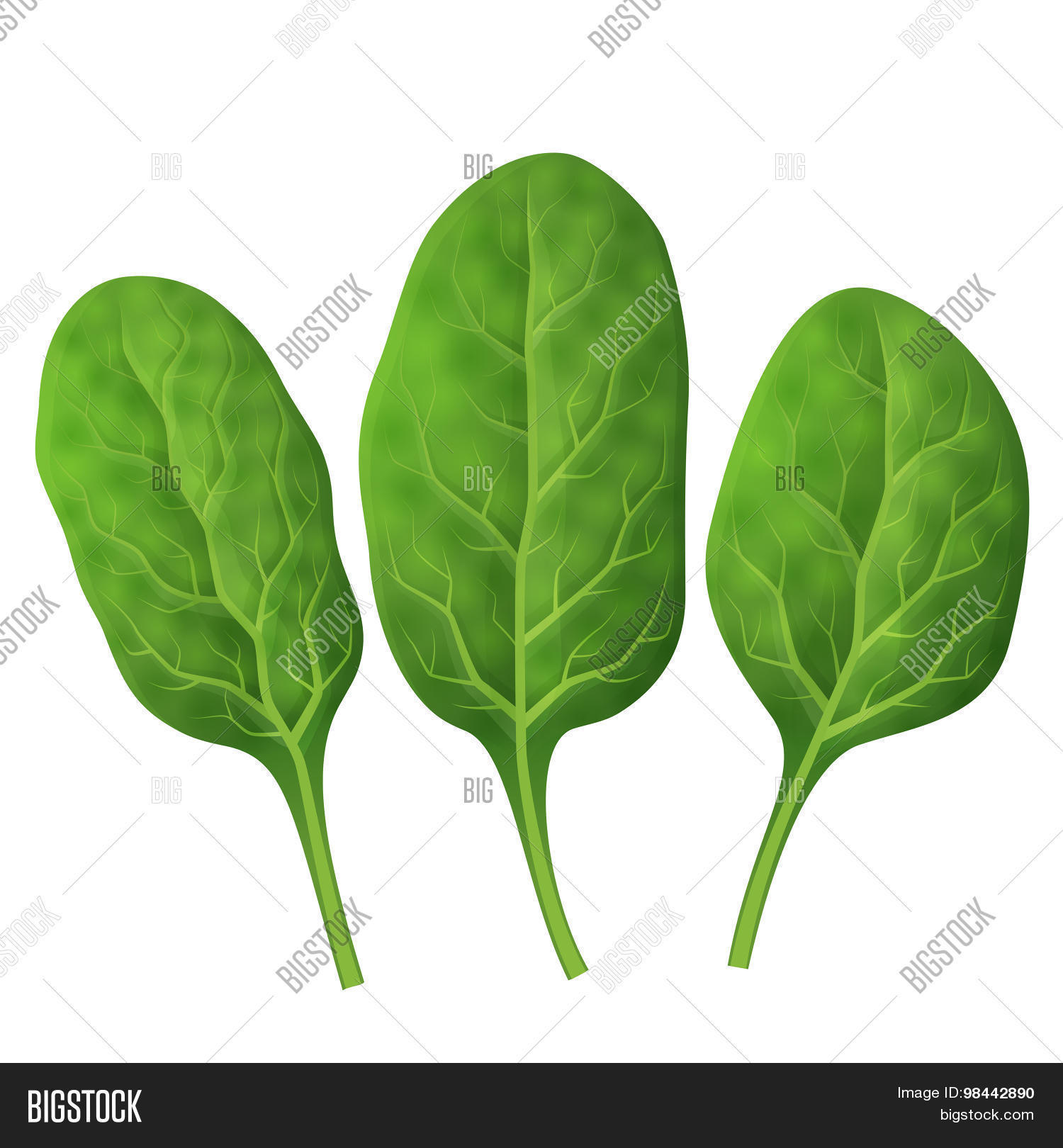 Spinach Leaves Close Vector & Photo (Free Trial) | Bigstock